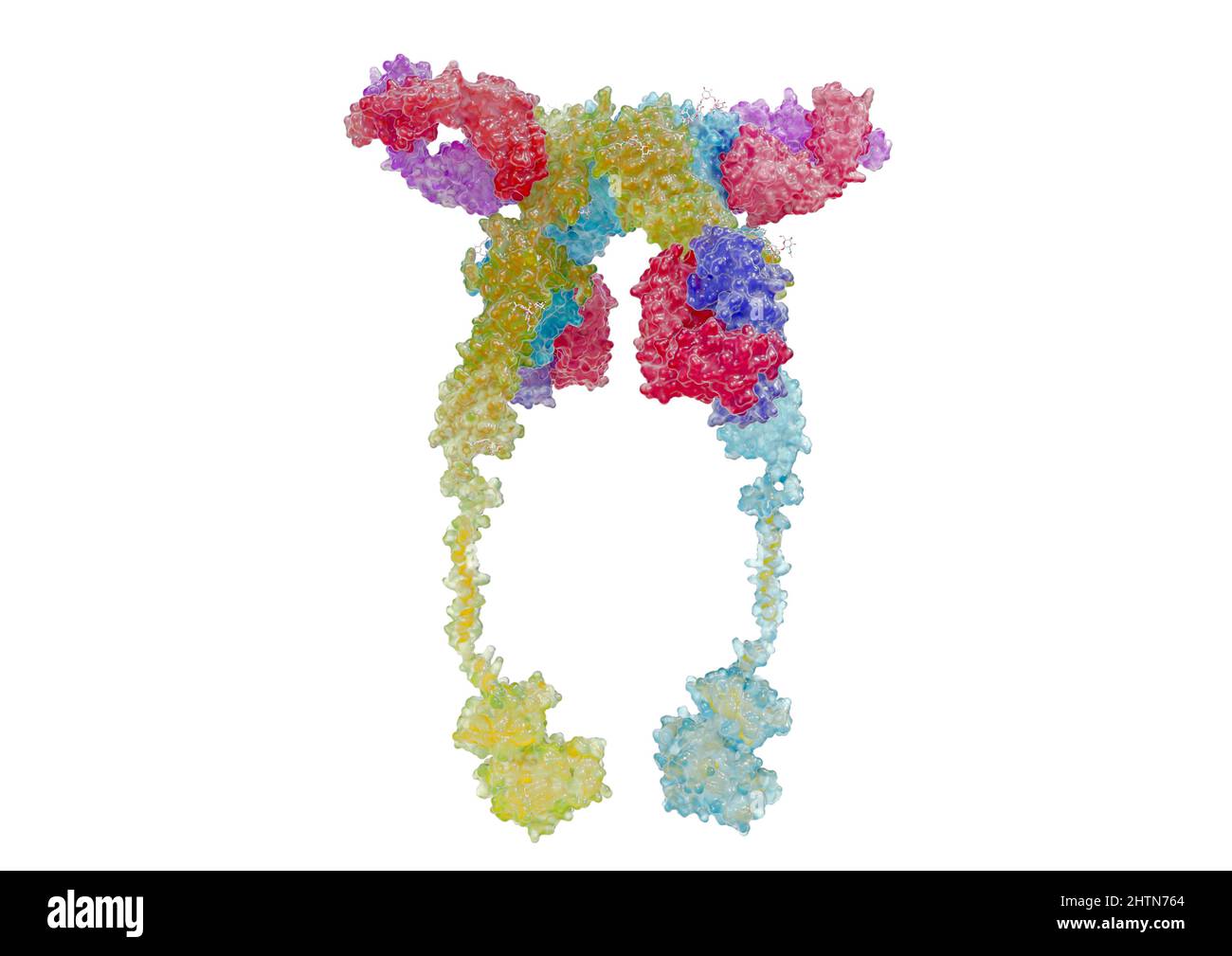 Insulin receptor, illustration Stock Photo - Alamy