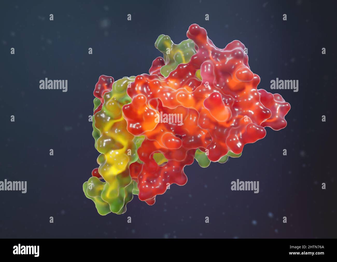 Interferon gamma, illustration Stock Photo - Alamy