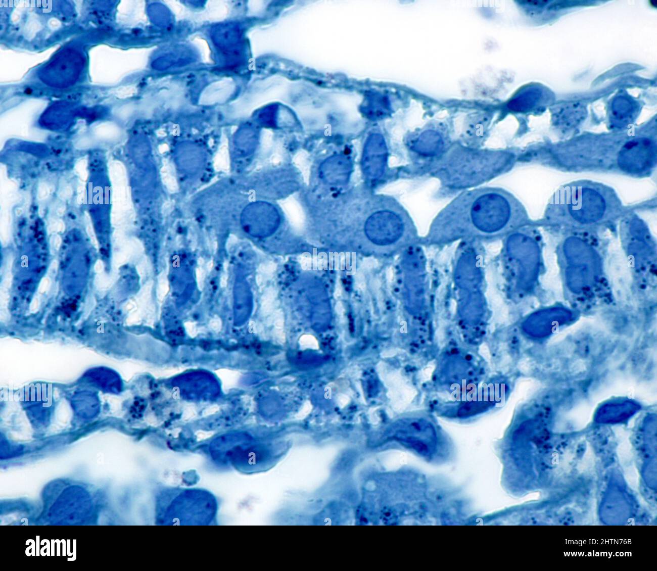 Kidney medulla, light micrograph Stock Photo - Alamy