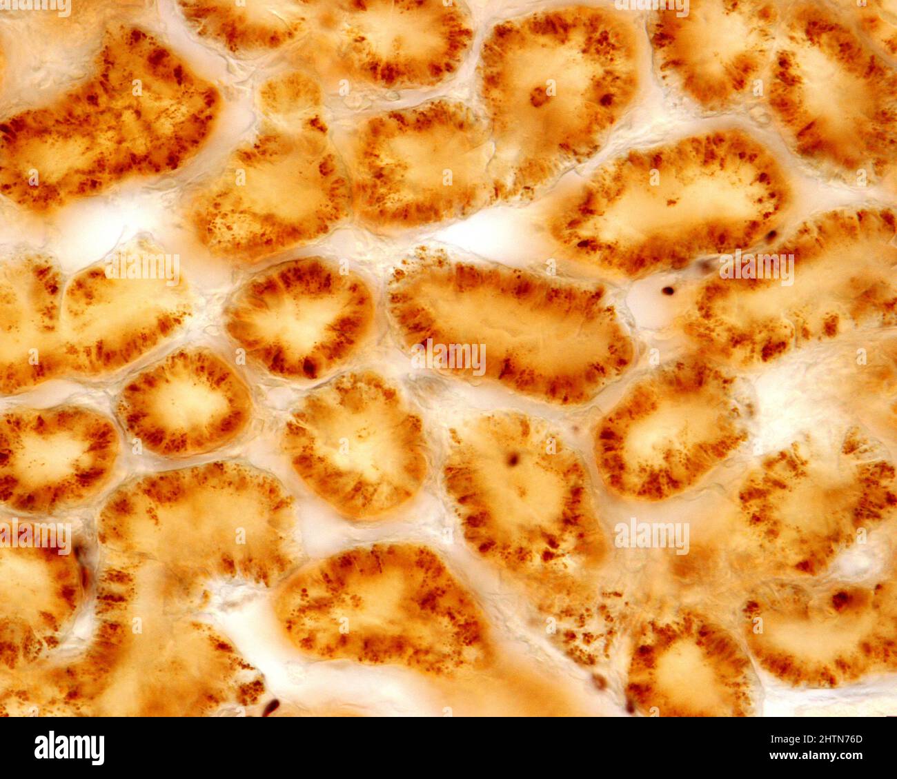 Peroxisomes in kidney convoluted tubule, light micrograph Stock Photo ...