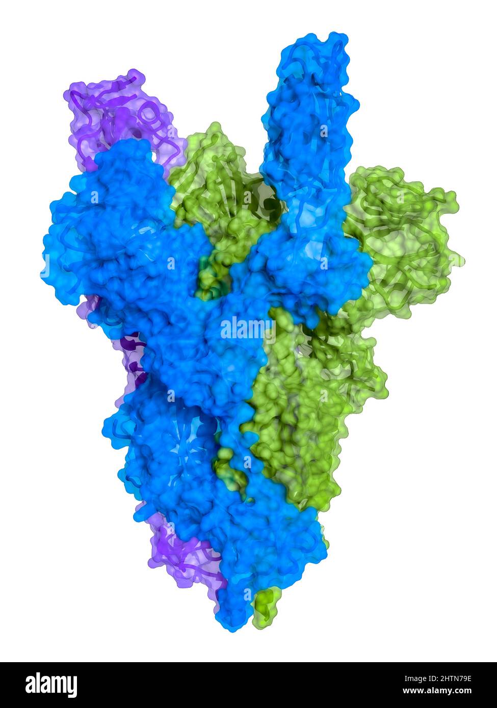SARS-CoV-2 spike protein open conformation, molecular model Stock Photo ...