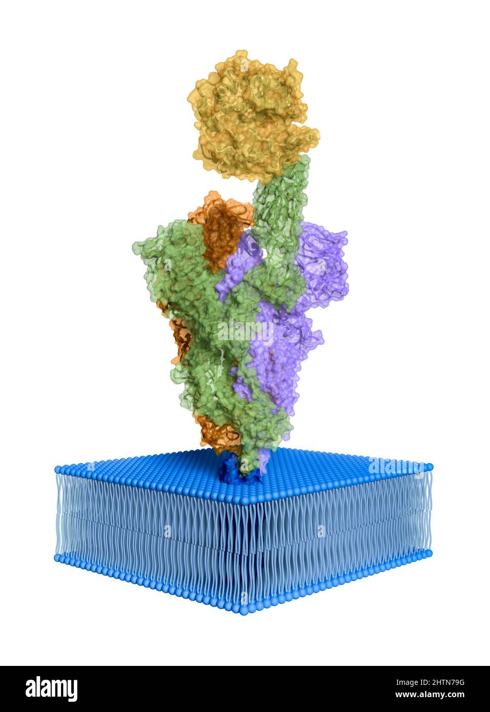 SARS-CoV-2 spike protein bound to receptor, molecular model Stock Photo ...