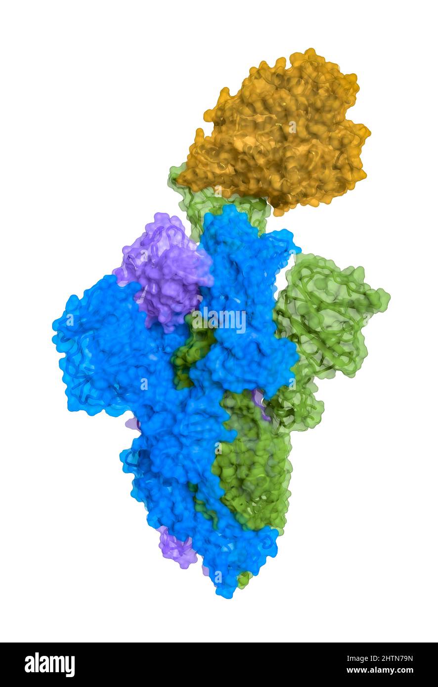 SARS-CoV-2 spike protein bound to receptor, molecular model Stock Photo ...
