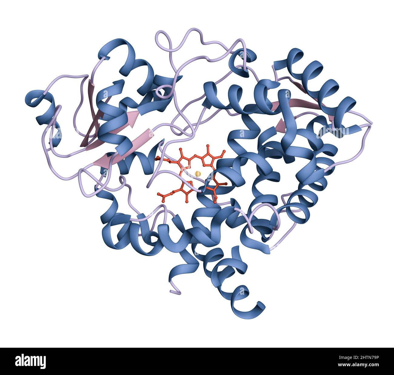 Redox enzyme cytochrome P450 3A4, molecular model Stock Photo - Alamy