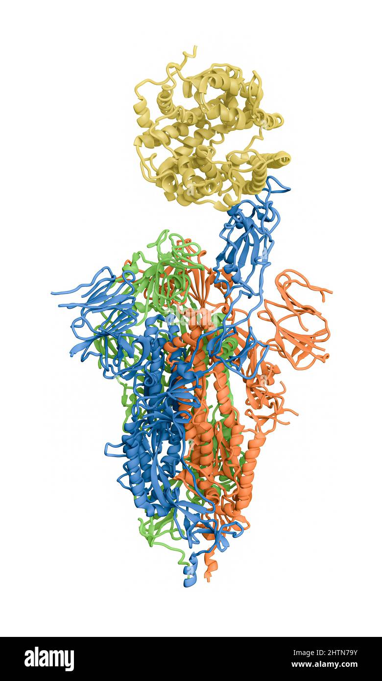 SARS-CoV-2 spike protein bound to receptor, molecular model Stock Photo ...