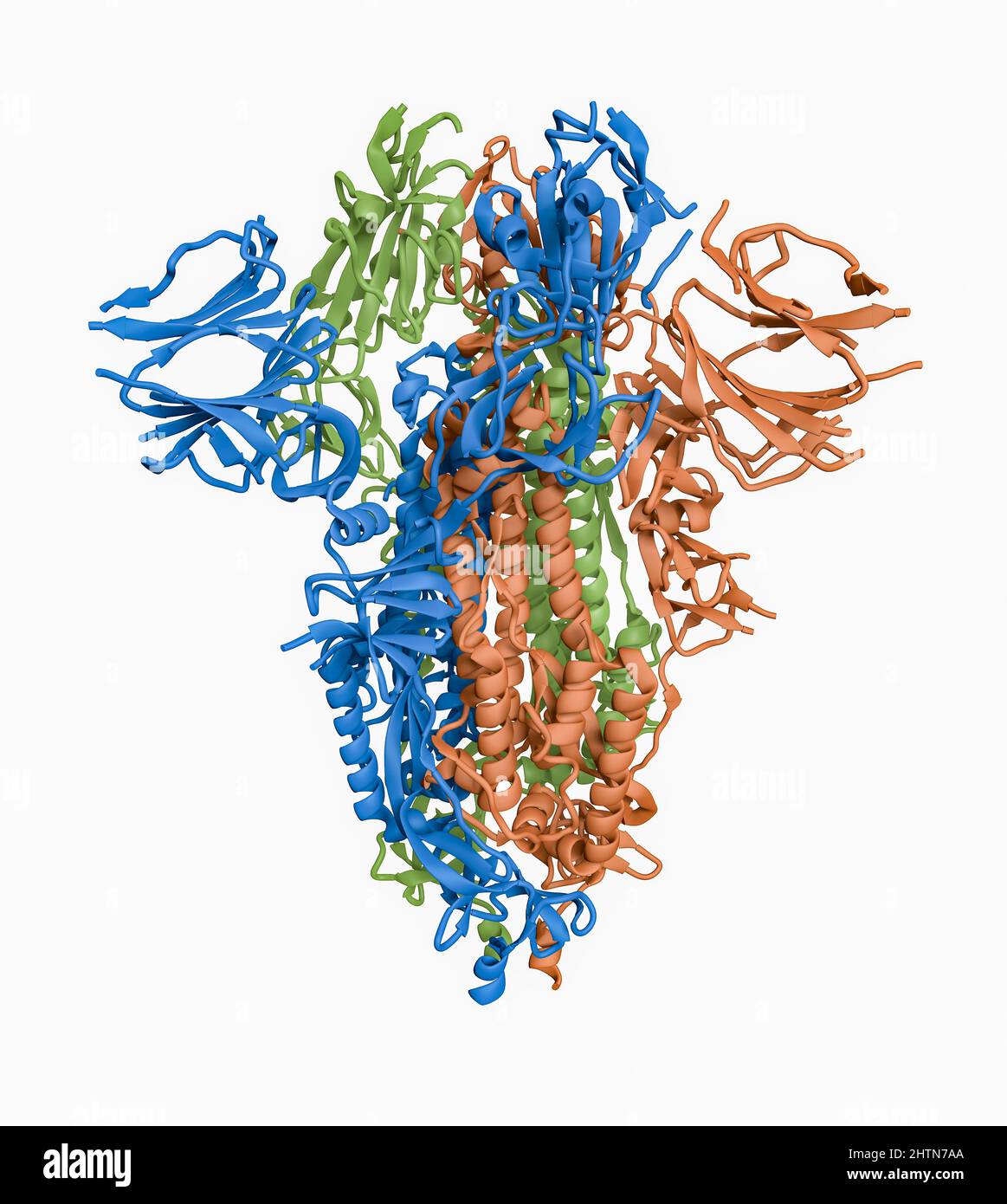 Sars Cov 2 Spike Protein Closed Conformation Molecular Model Stock