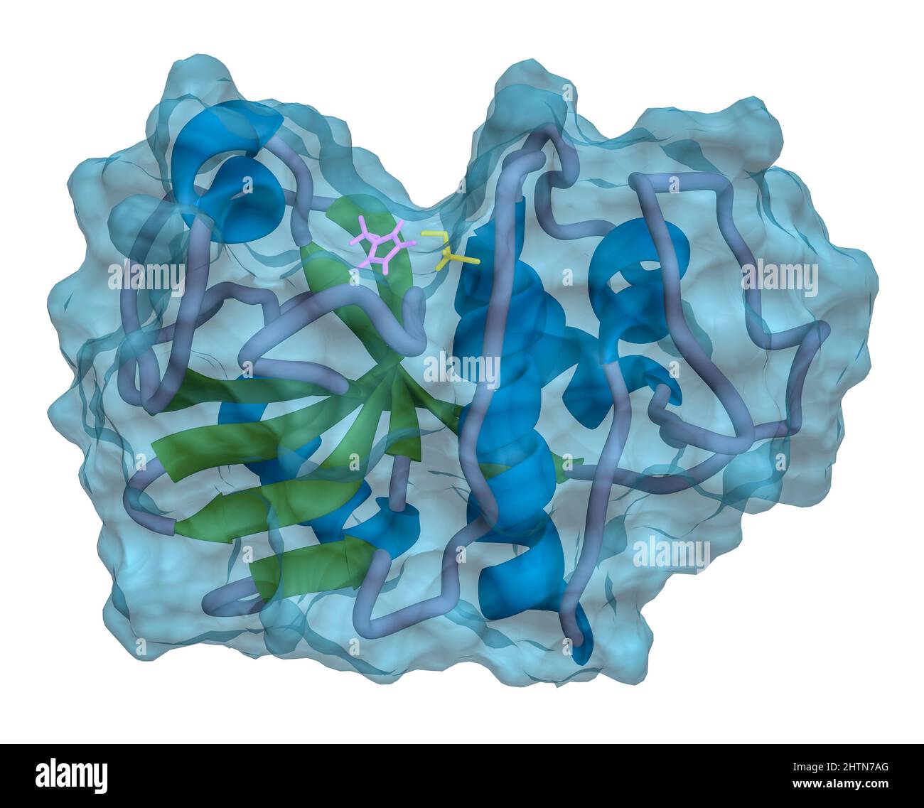 Papain cysteine protease, molecular model Stock Photo - Alamy