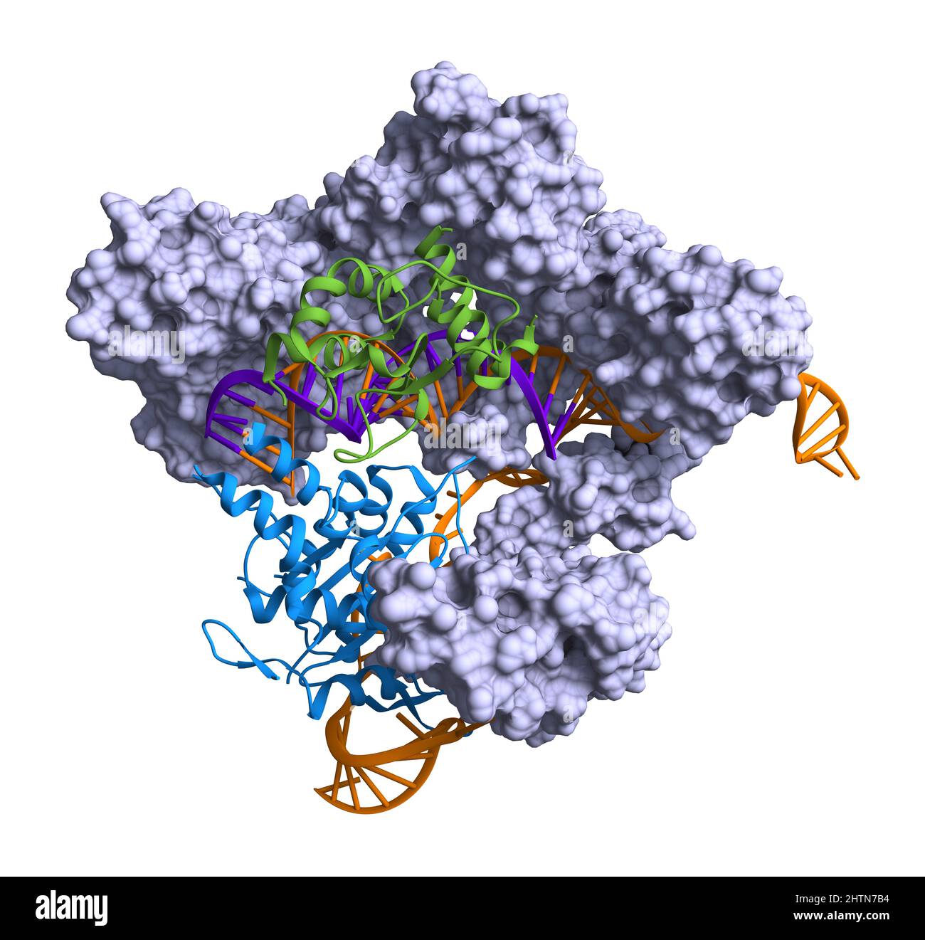 CRISPR Cas9 protein complexed with guide RNA and invading DNA Stock ...