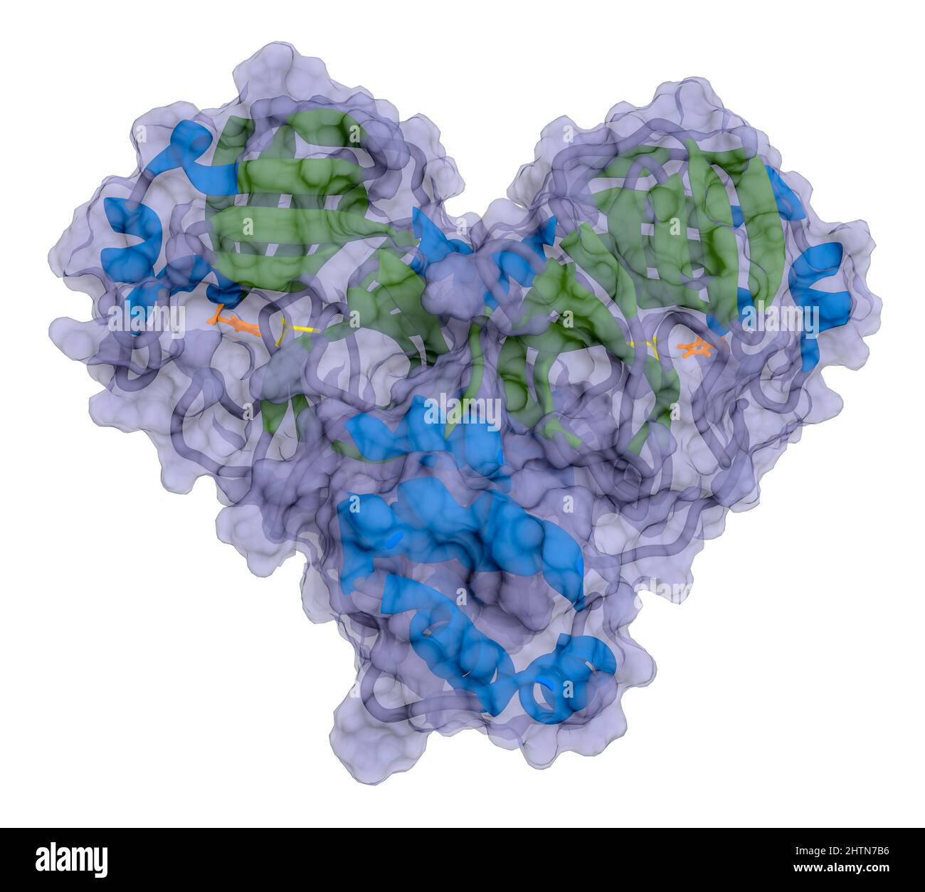 SARS-CoV-2 main protease, molecular model Stock Photo - Alamy