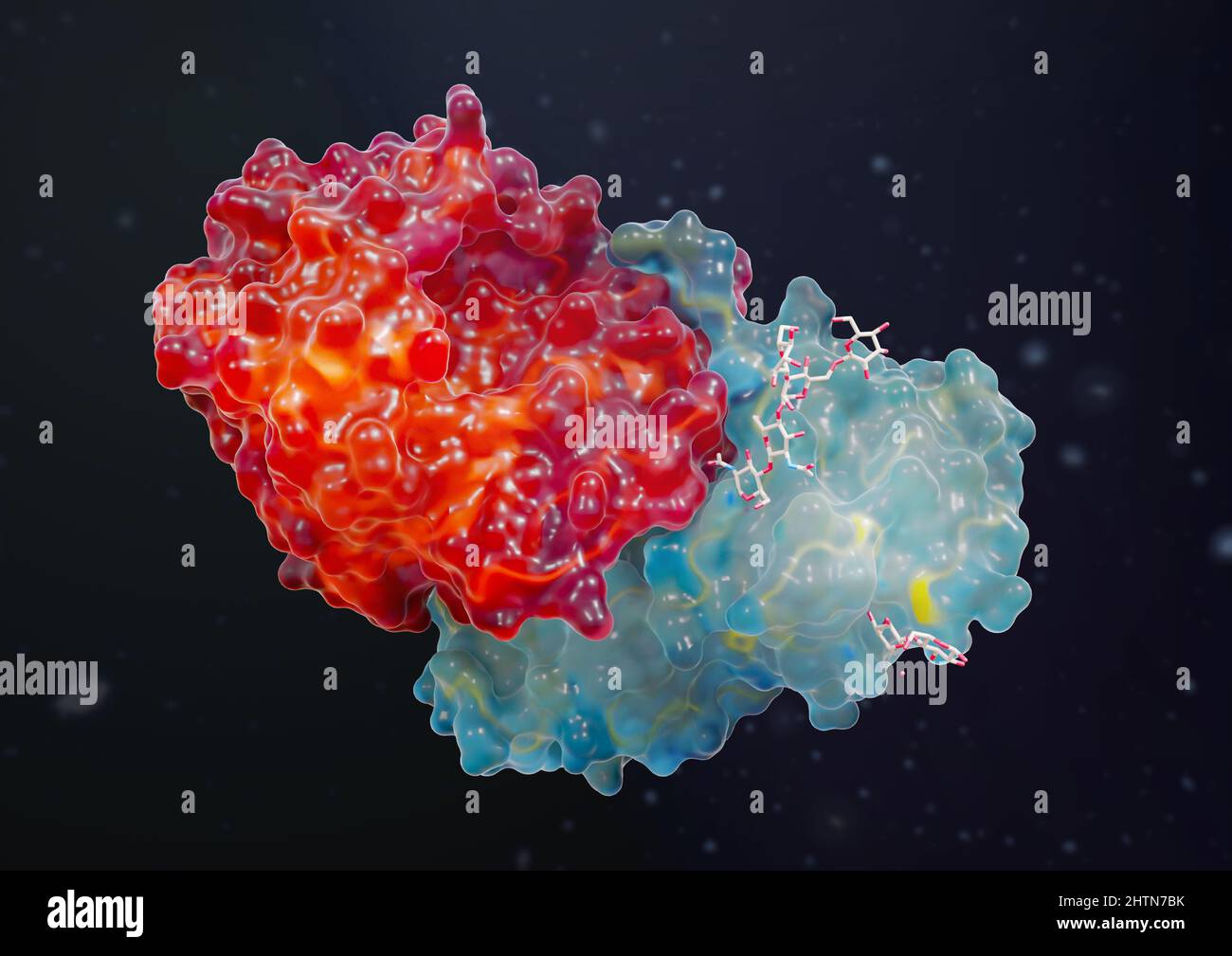 Ricin molecule, illustration Stock Photo - Alamy