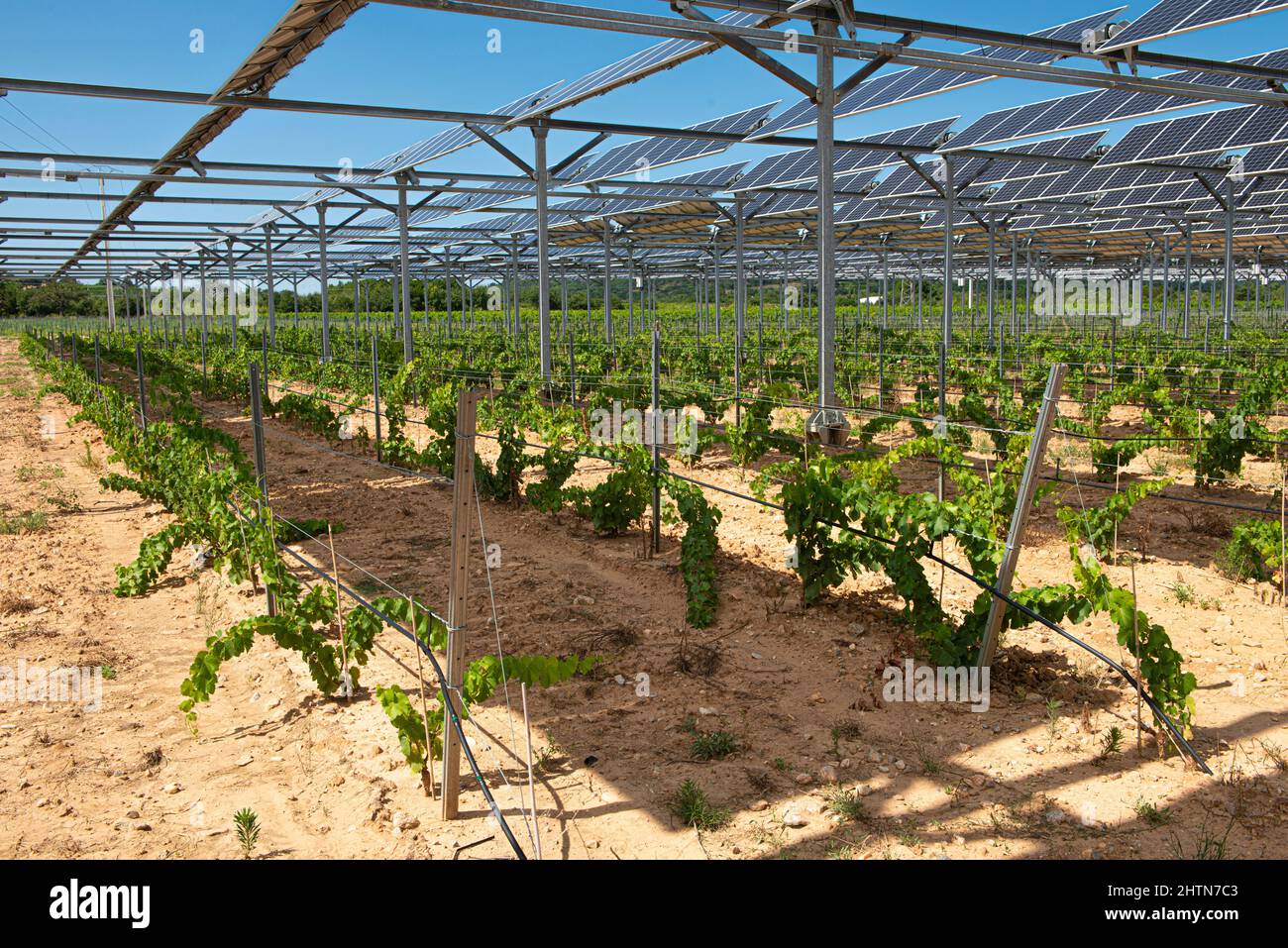 Photovoltaic awning being used to grow crops Stock Photo - Alamy