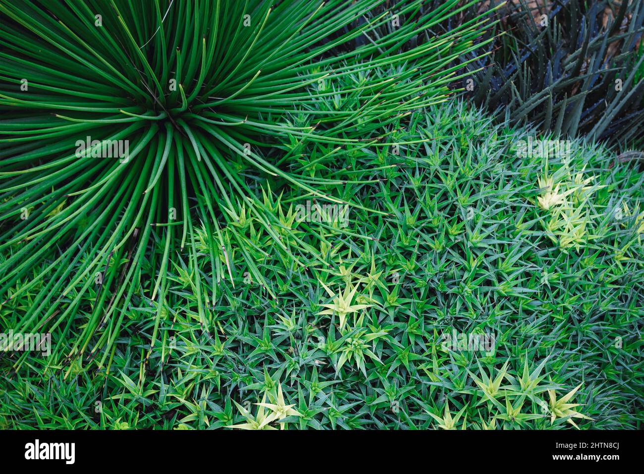 Natural Foliage Texture of Evergreen Cactus Background, Top View ...