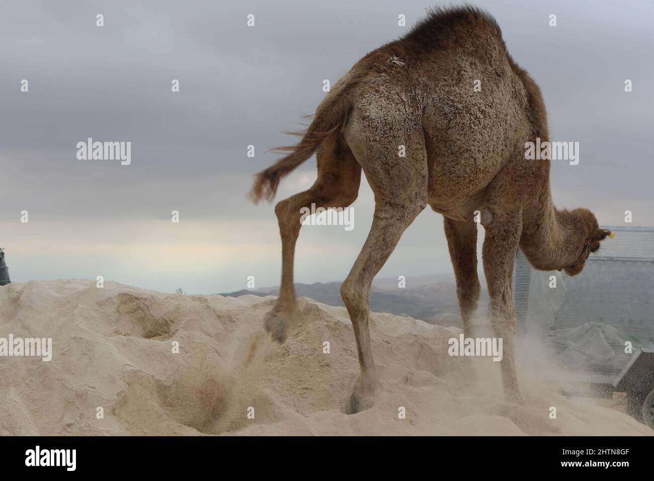 Camel in nature hi-res stock photography and images - Alamy