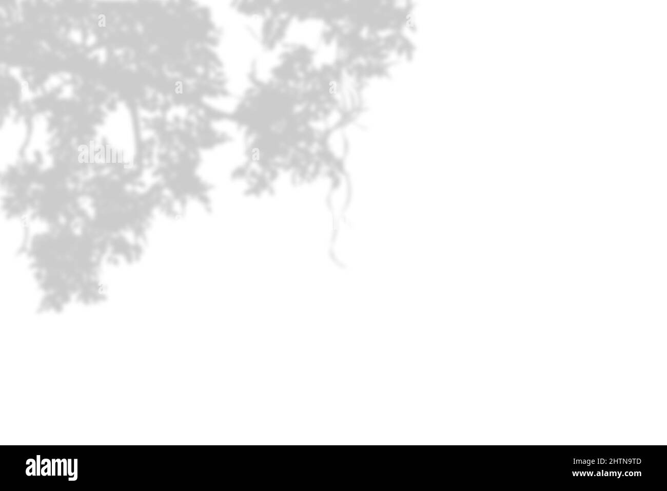 Shadow of leaves and branch on white wall background. Abstract black ...