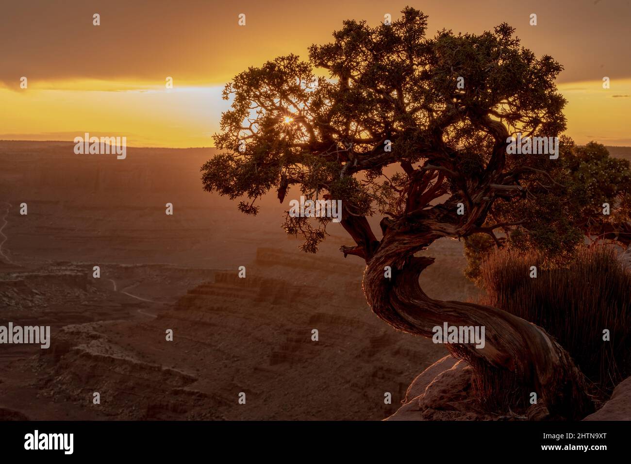 Juniper Tree At Sunset On The Edge of Dead Horse Point State Park in ...