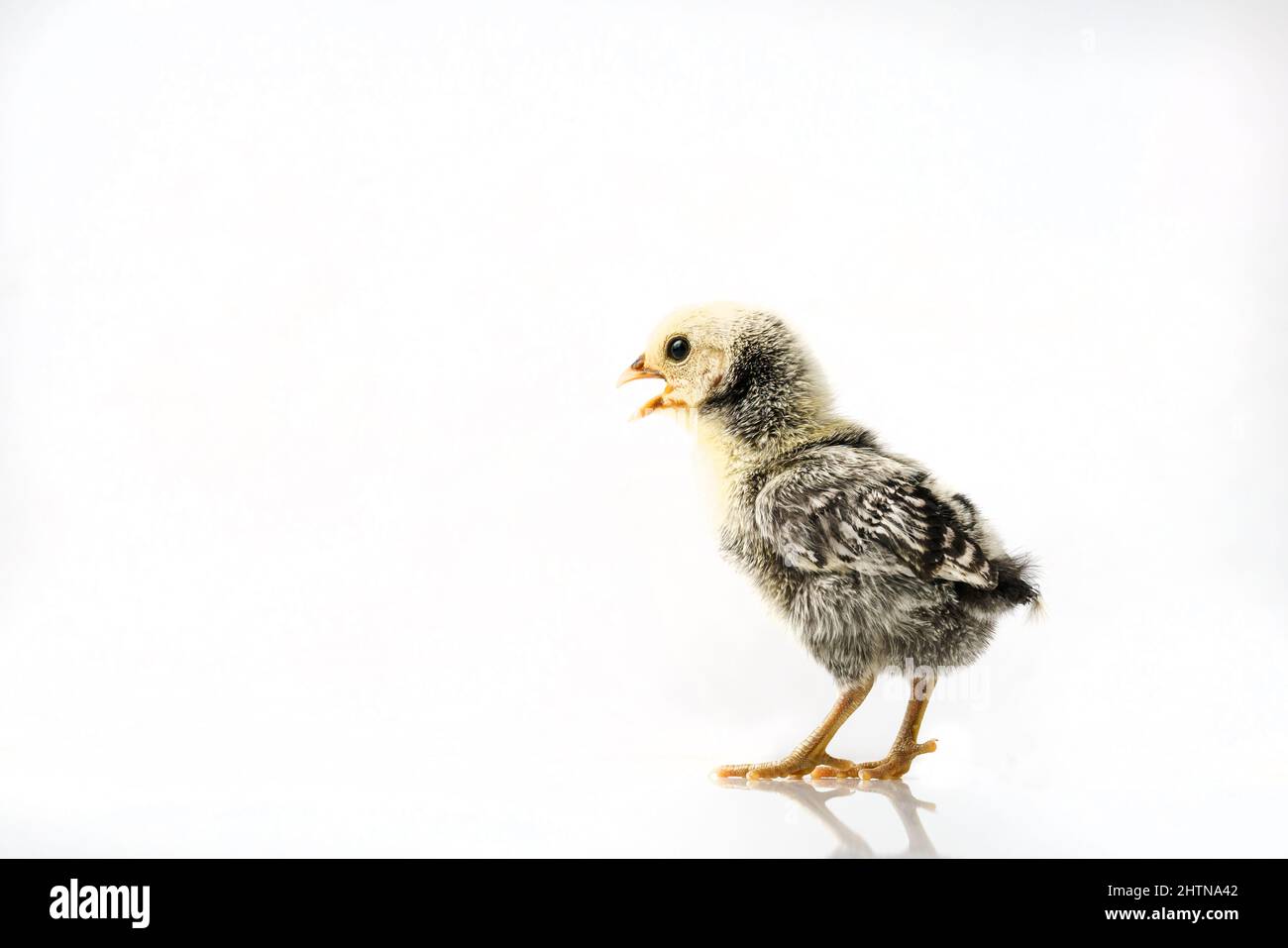Silver sebright bantam hi-res stock photography and images - Alamy