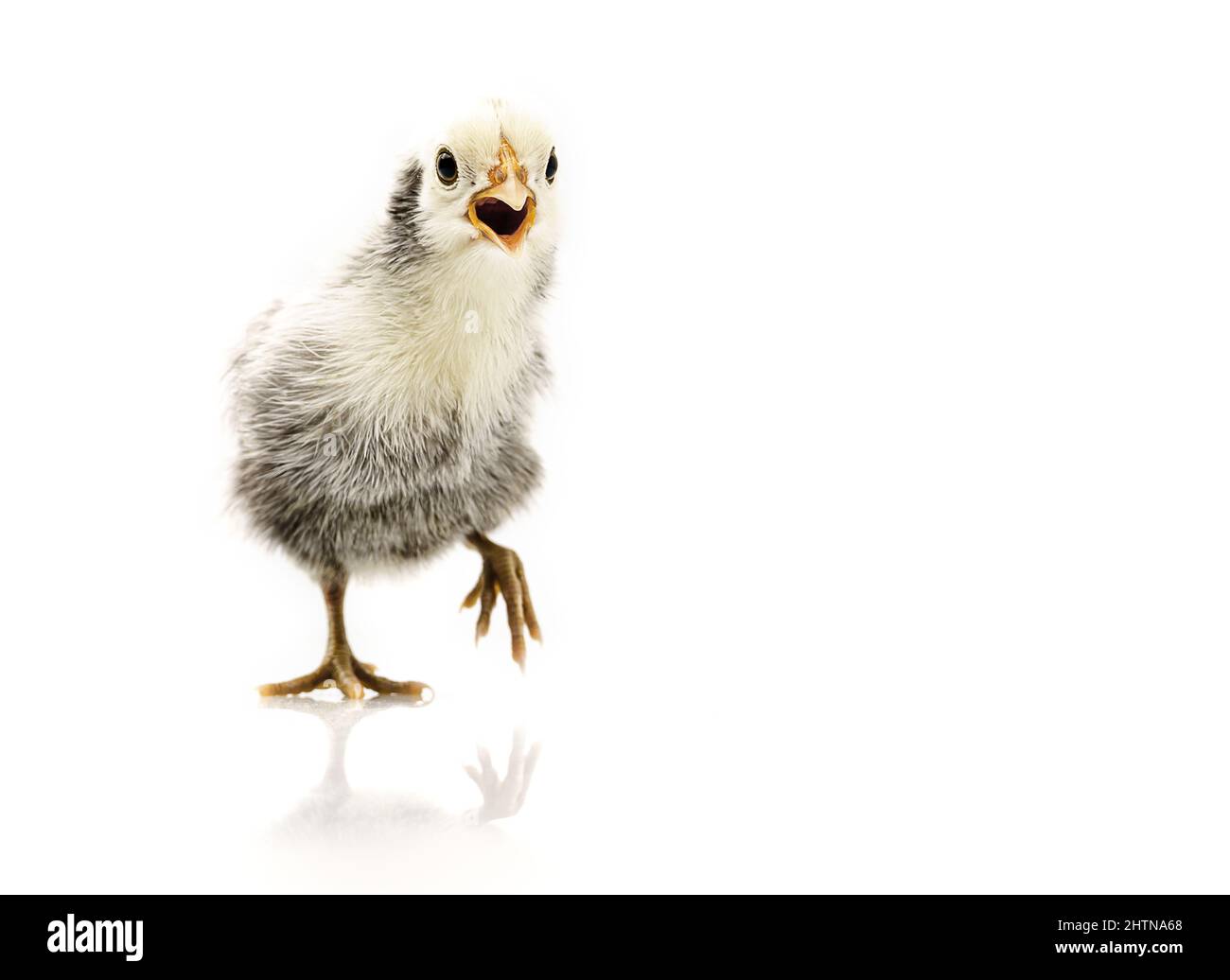silver Sebright bantam hen isolated on white Stock Photo - Alamy