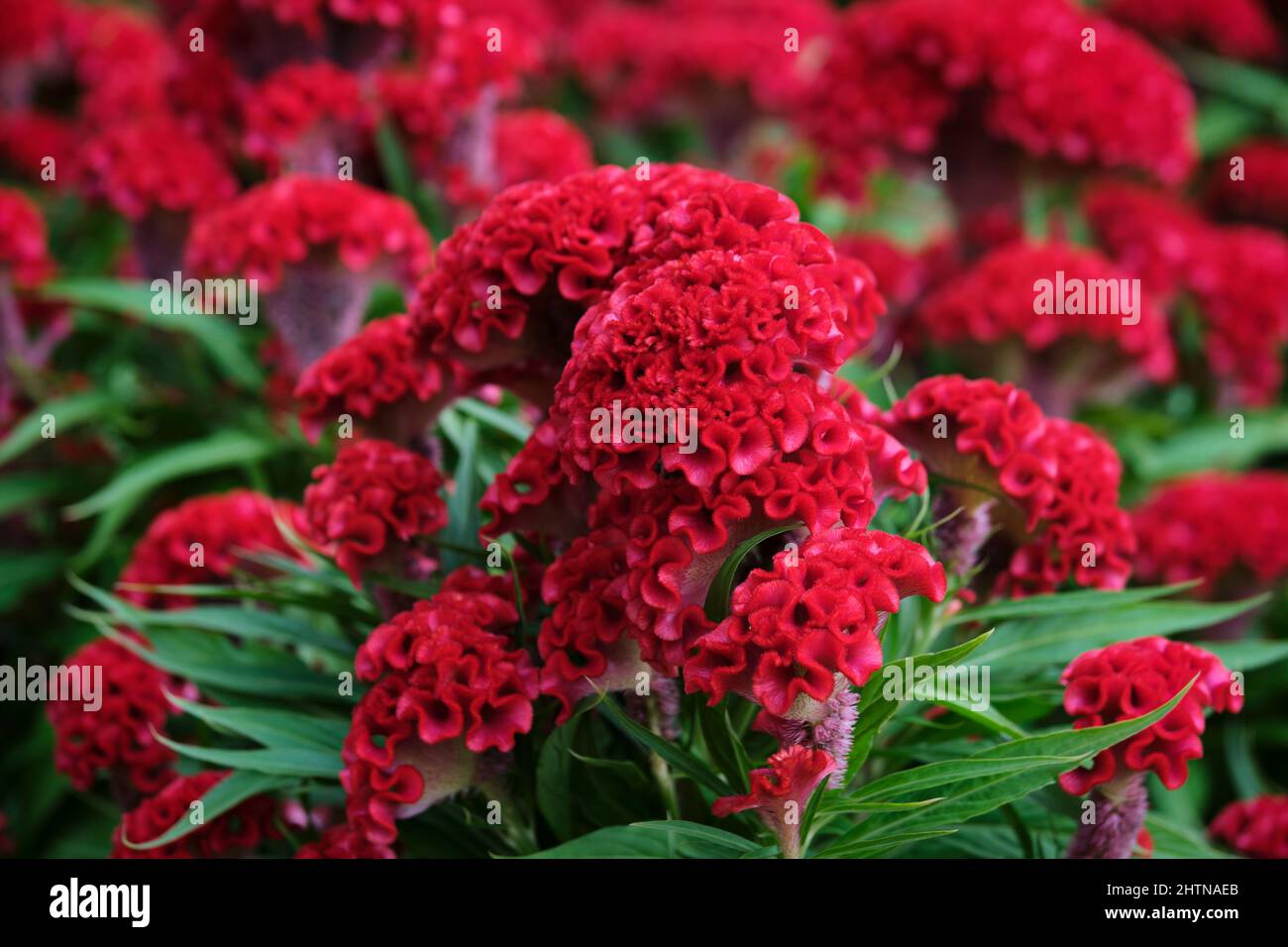 cockscomb are interesting ornamental plants, similar in shape and use ...