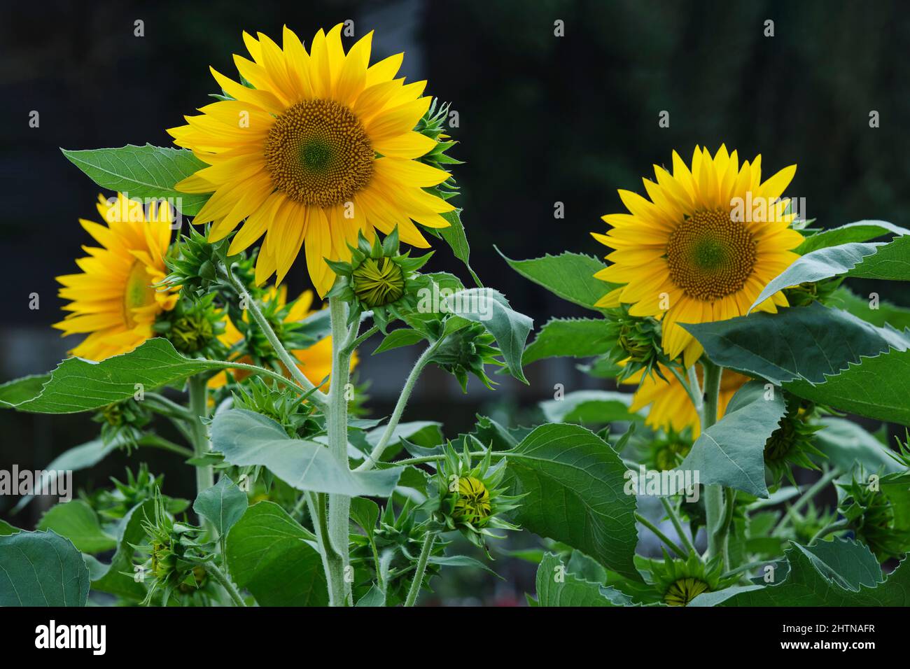 sunflower portrait in tropical country Stock Photo - Alamy