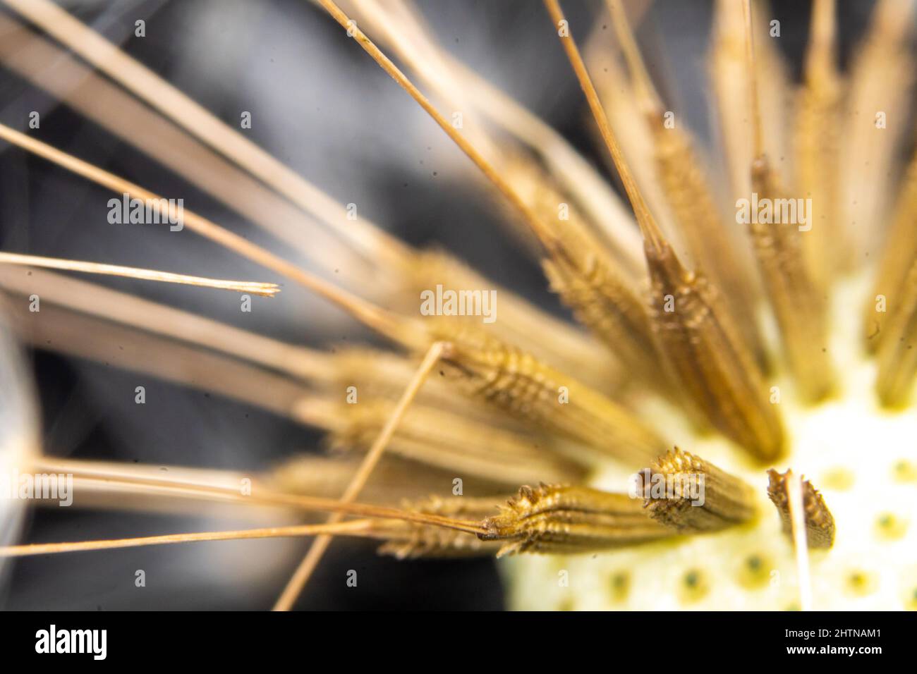 floating, black background, low key, close up, dandelions, close-up, black, background, flower ...