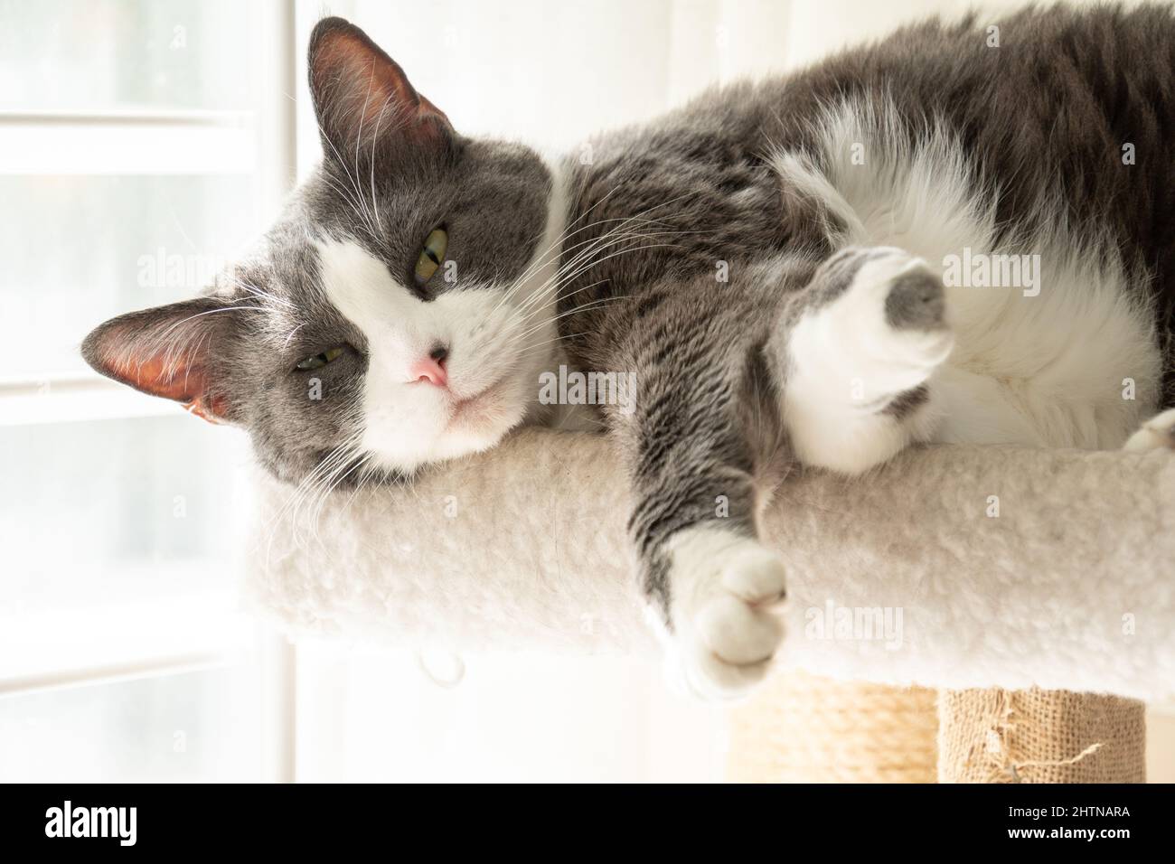 gray, portrait, feline, kitty, cute, adorable, animal, pet, white ...