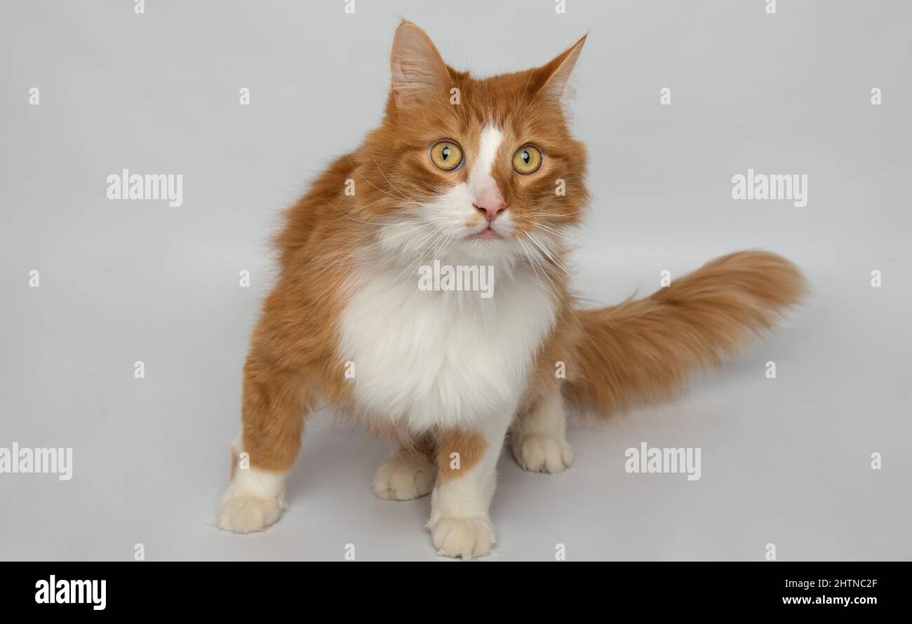 cute orange and white cat standing making funny face Stock Photo - Alamy