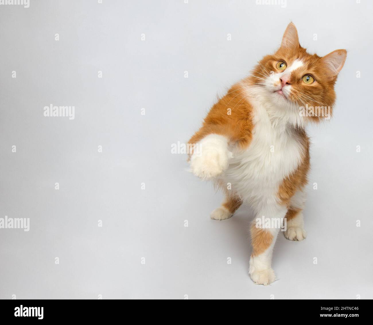 cute orange and white cat standing with paw up Stock Photo - Alamy