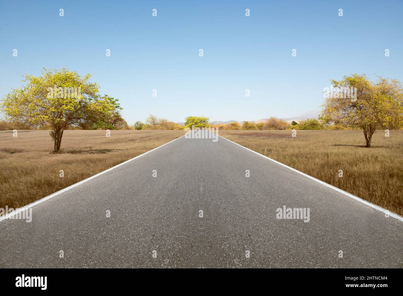 Asphalt road with grass and trees with blue sky background Stock Photo ...