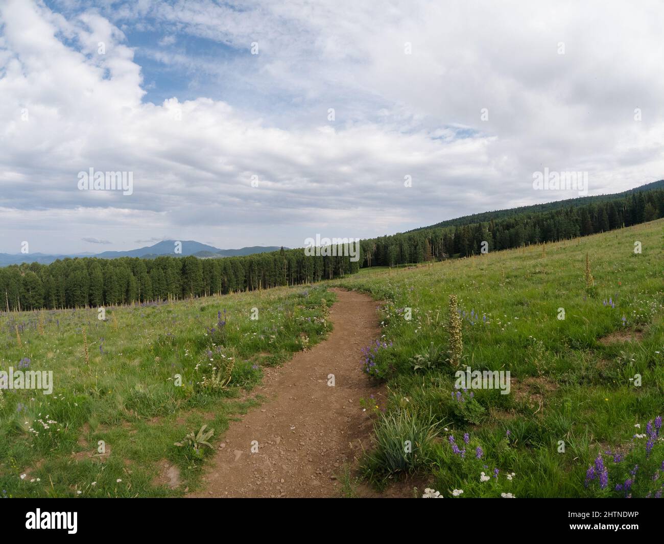 Worn hiking path going through a grassy field eventually entering a ...