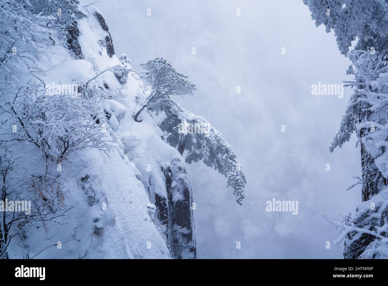 The pines at Yellow Mountain during snow time, Anhui Province, China ...