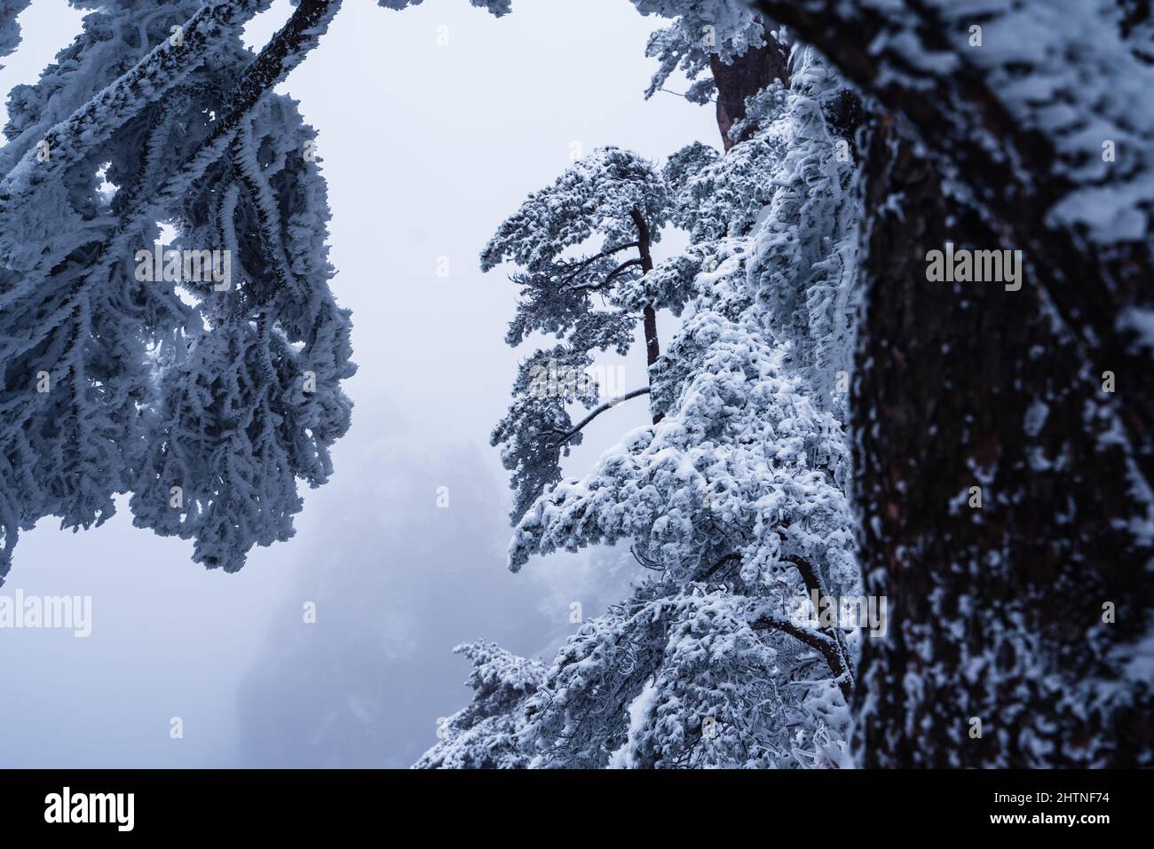 The pines at Yellow Mountain during snow time, Anhui Province, China ...