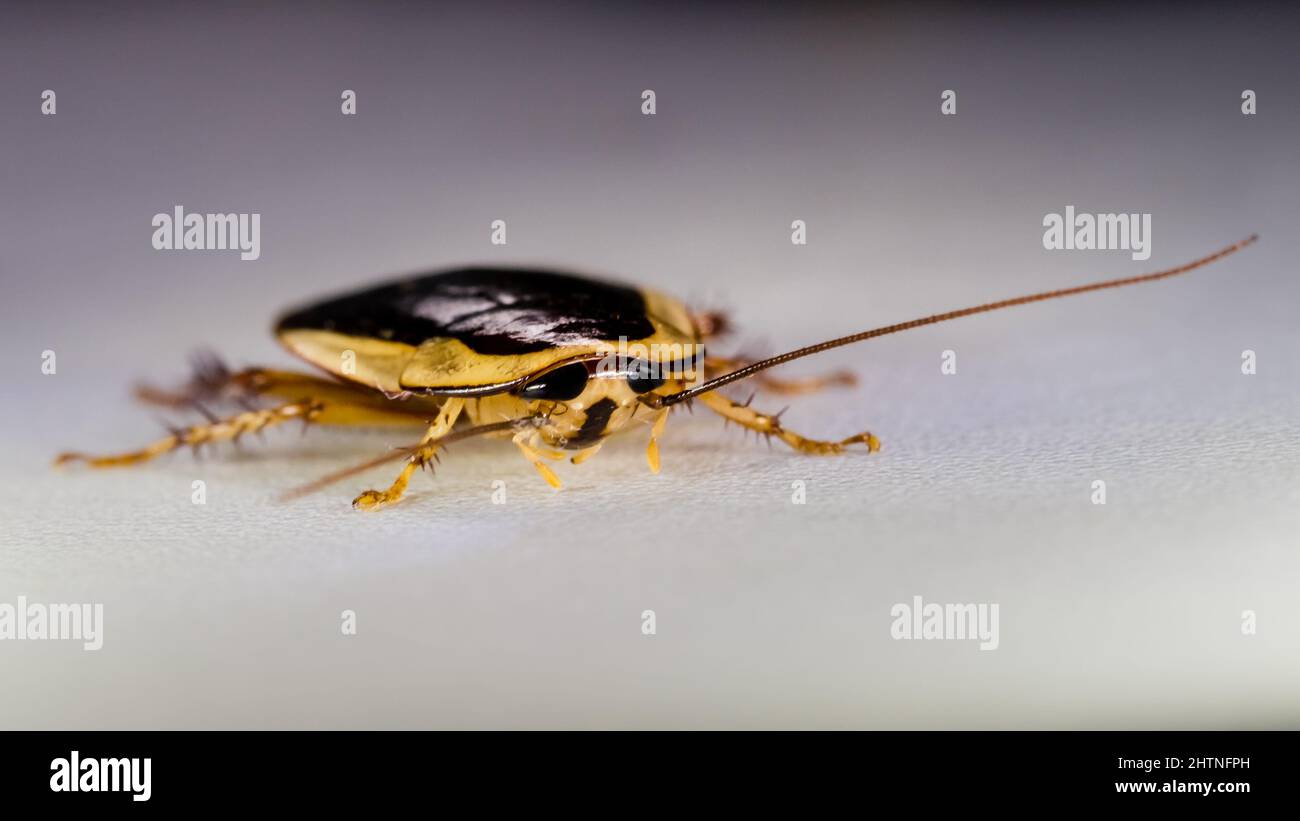 Australian cockroach hi-res stock photography and images - Alamy