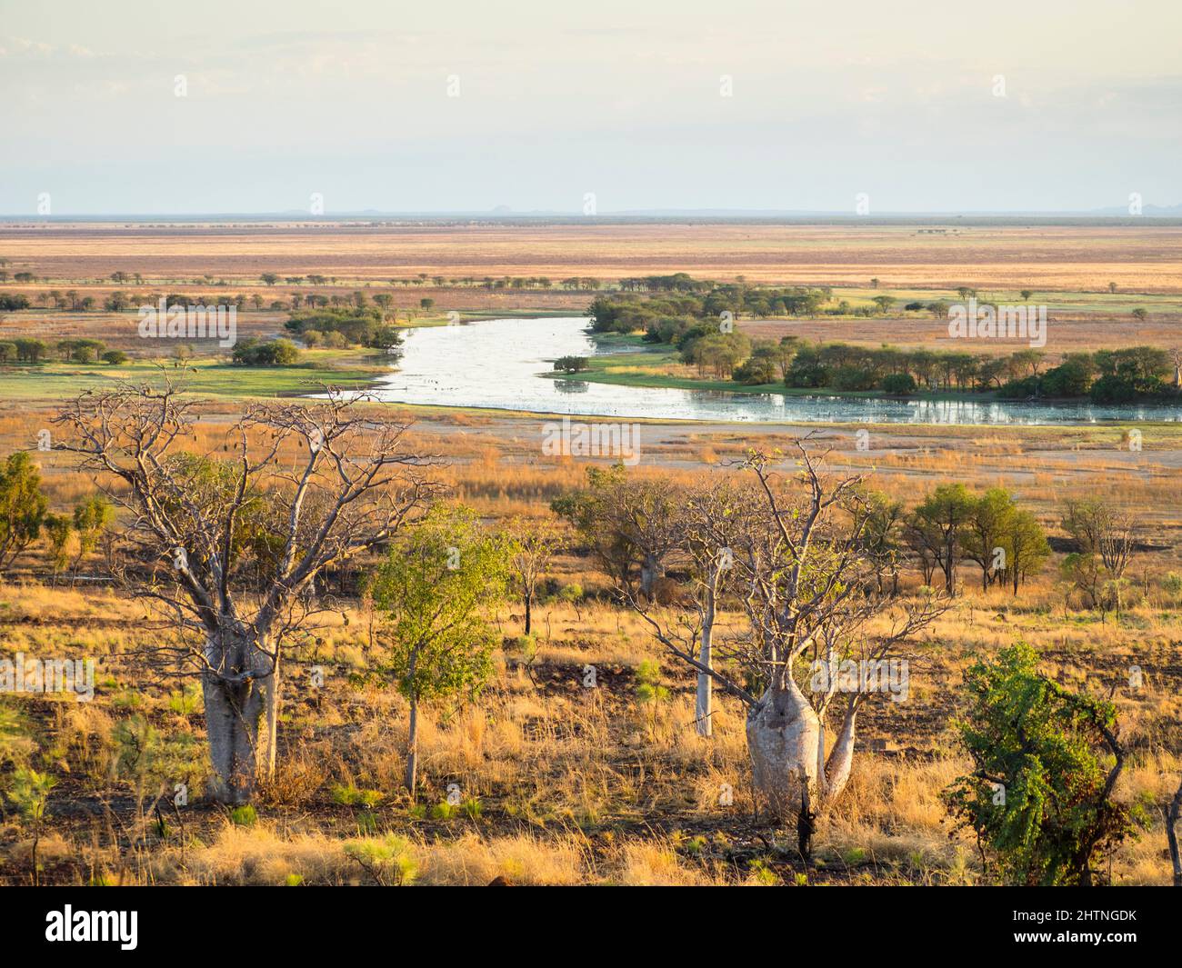 Marlgu Billabong and boab trees (Adansonia gregorii) from Telegraph ...