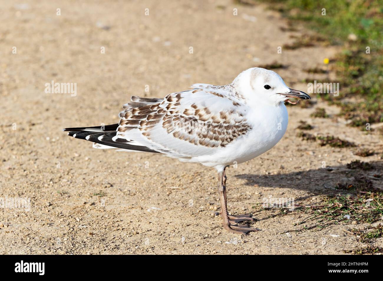 Beak deformity hi-res stock photography and images - Alamy
