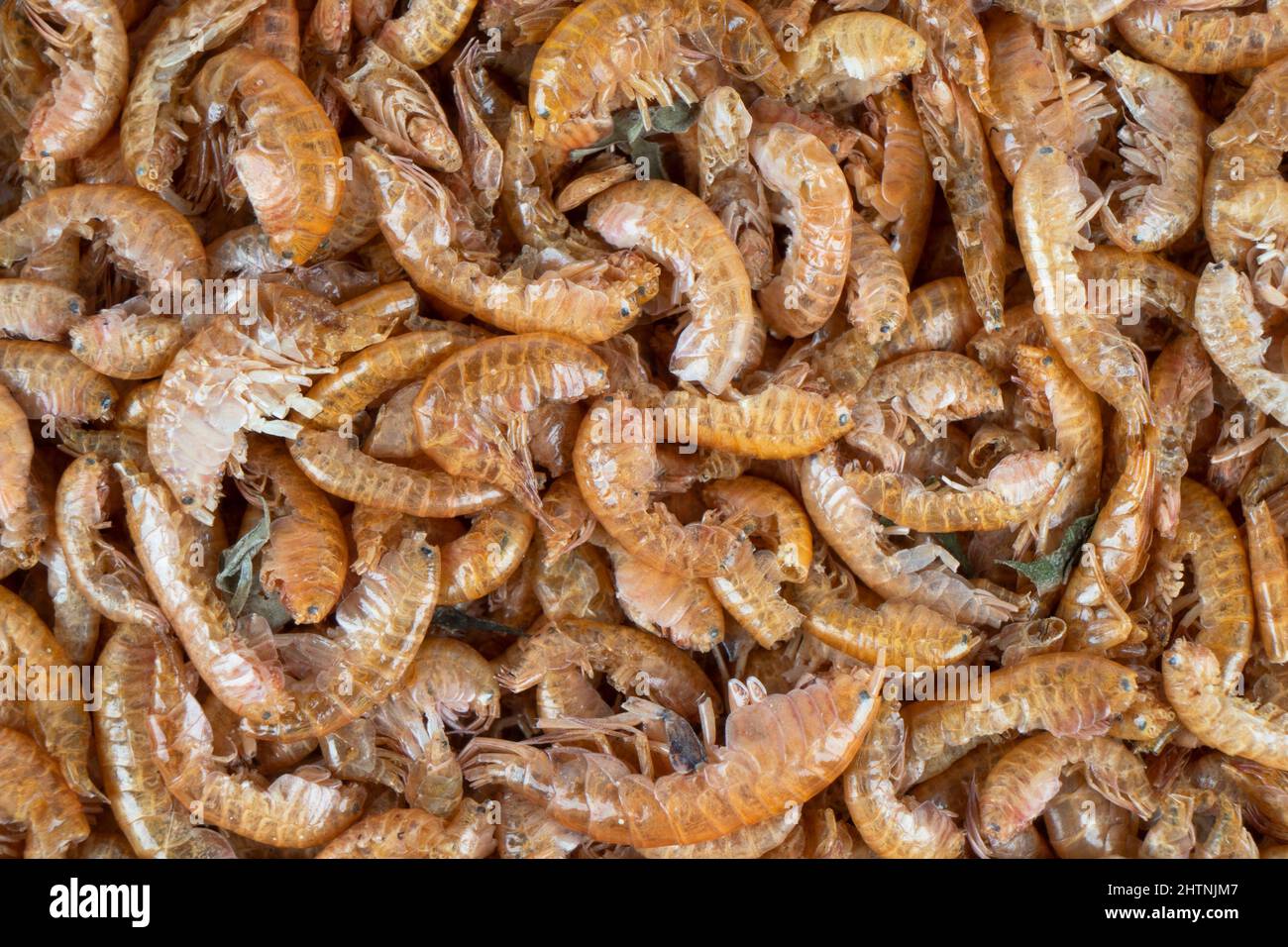 Gammarus shrimp hi-res stock photography and images - Alamy