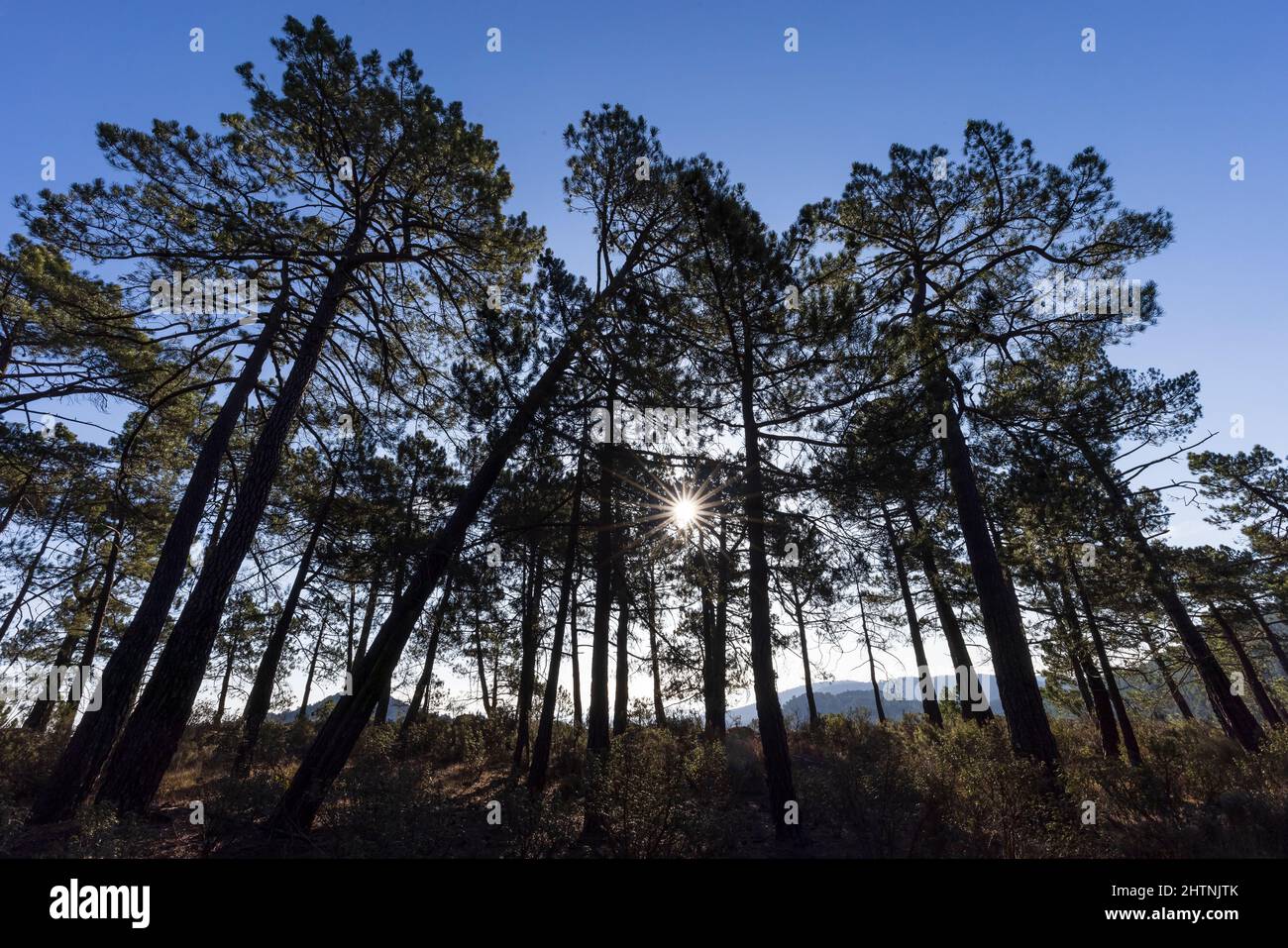 Pine (Pinus pinaster). Protected Landscape of Ródeno Pine Woods ...