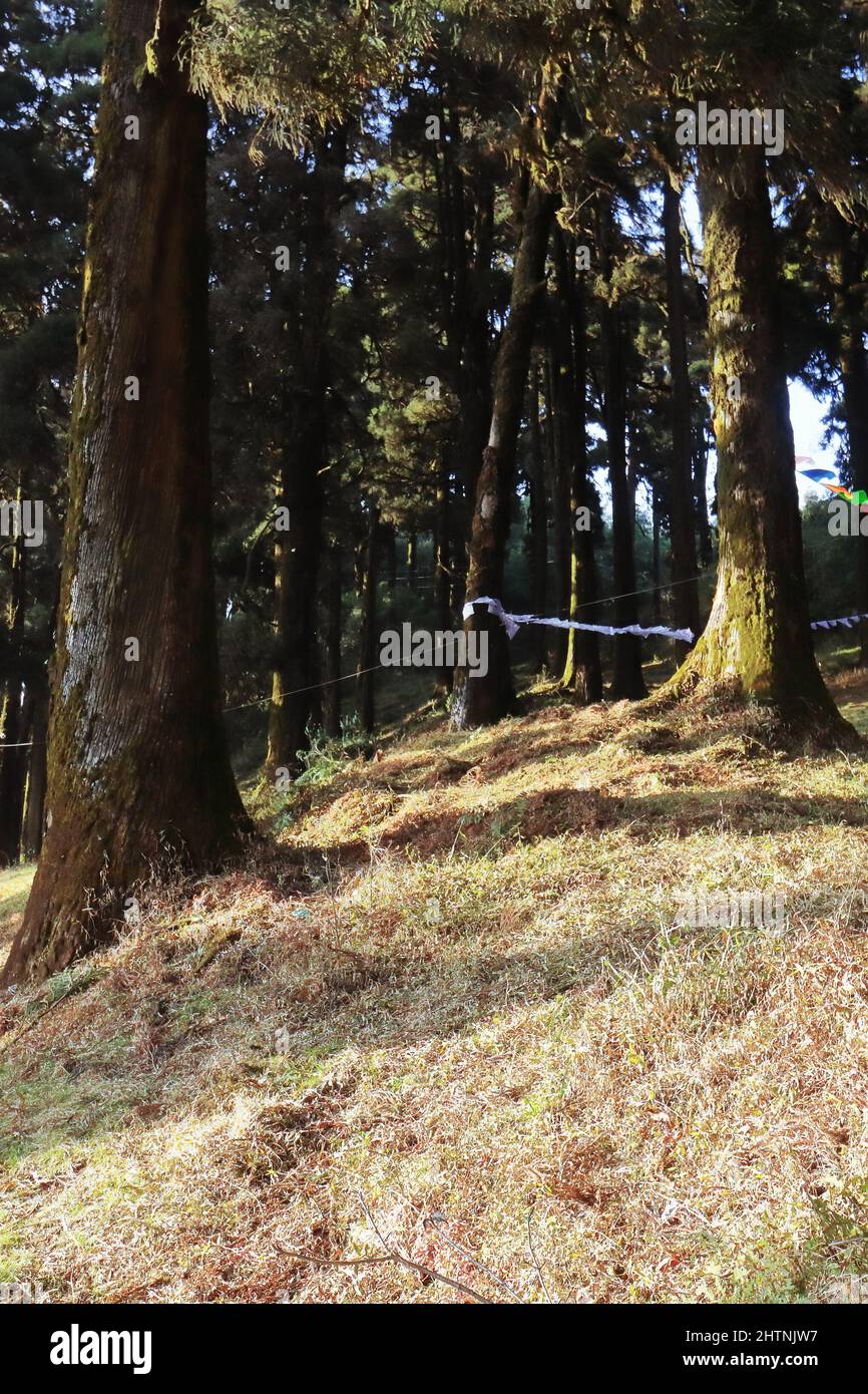 beautiful pine forest of lepcha jagat near darjeeling hill station in ...