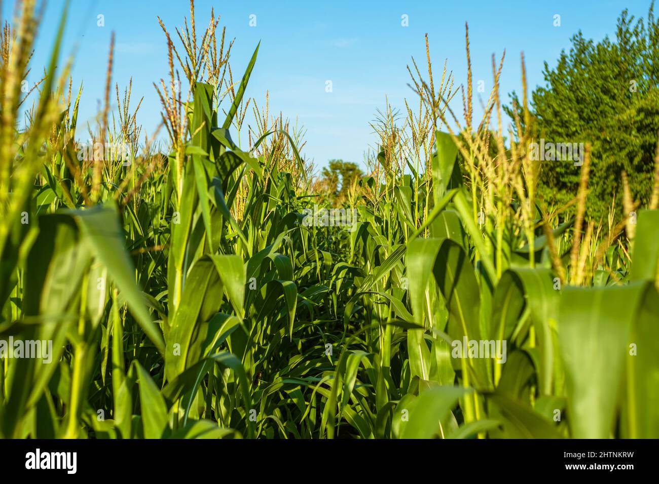 Sweetcorn rows field hi-res stock photography and images - Alamy