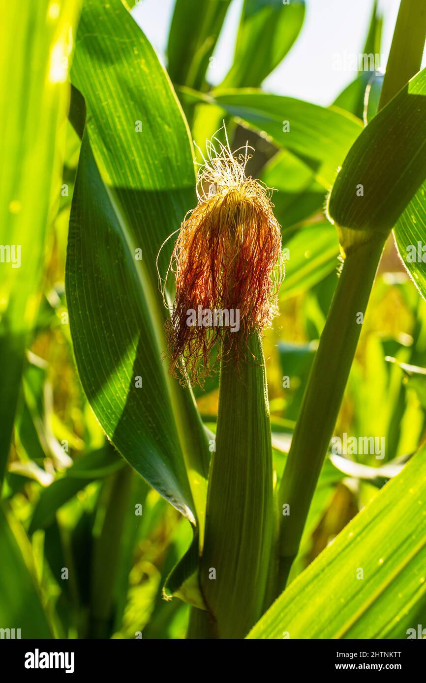 Close-up of a corn cob in the field on the trunk of a plant illuminated ...