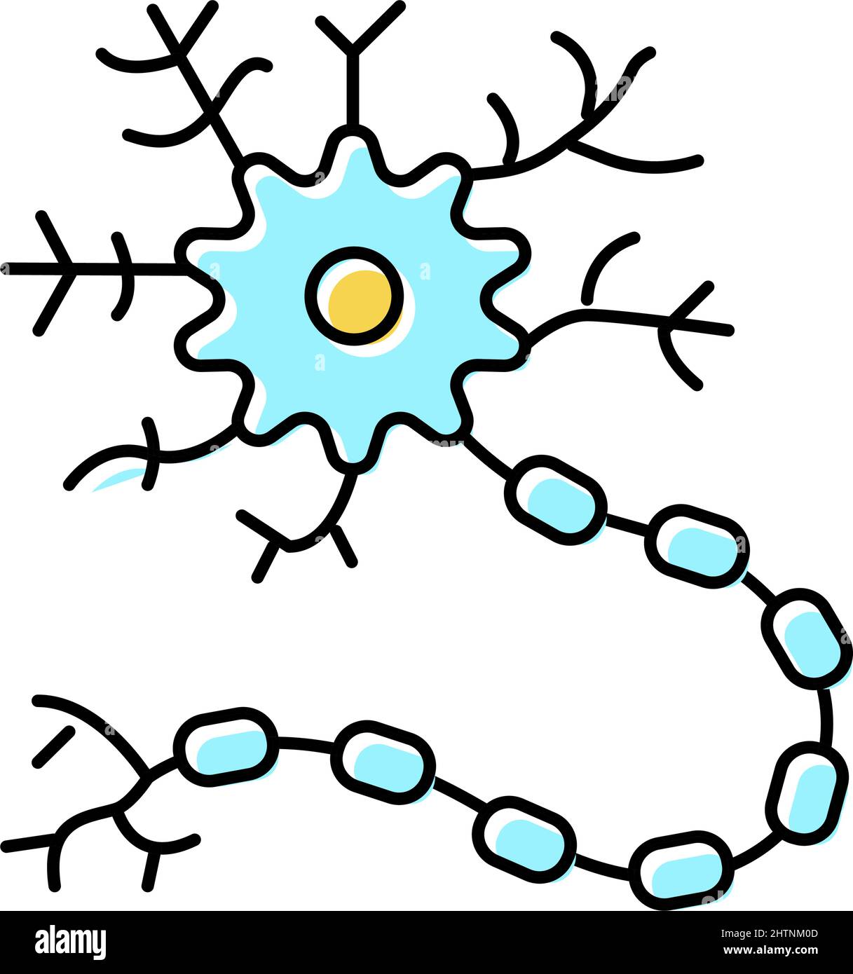 Muscle cell with neuron Cut Out Stock Images & Pictures - Alamy