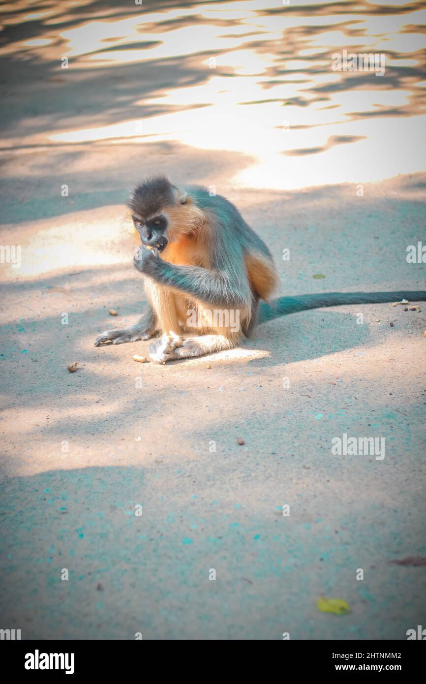 Beautiful wild monkey family eating hi-res stock photography and images ...