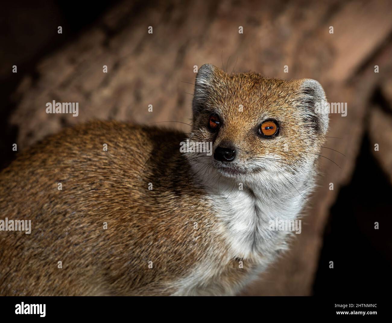 Mongoose Eyes