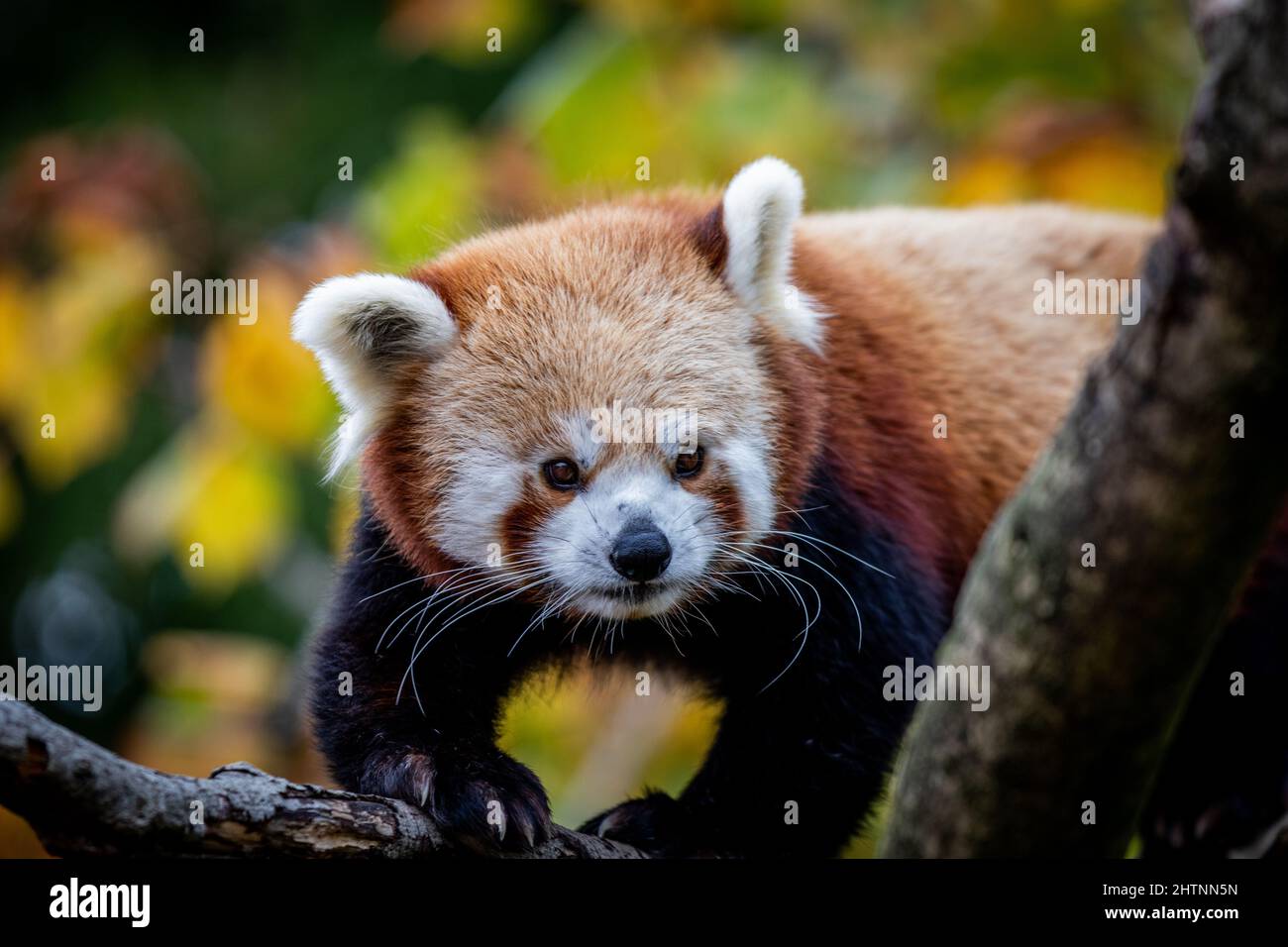 Cute Red panda standing on a branch tree on a blurry forest background ...