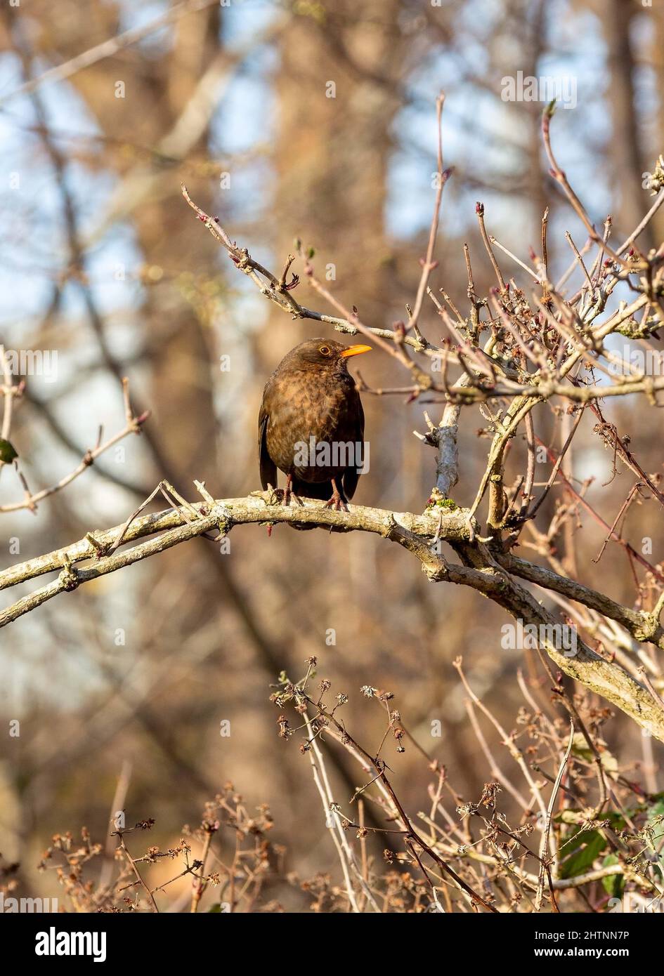 Turdidae at Figgate Park in Edinburgh, Scotland, UK Stock Photo - Alamy