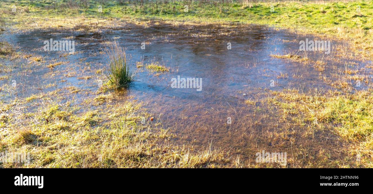 Frozen puddle at Little France Park, Edinburgh, Scotland, UK Stock ...