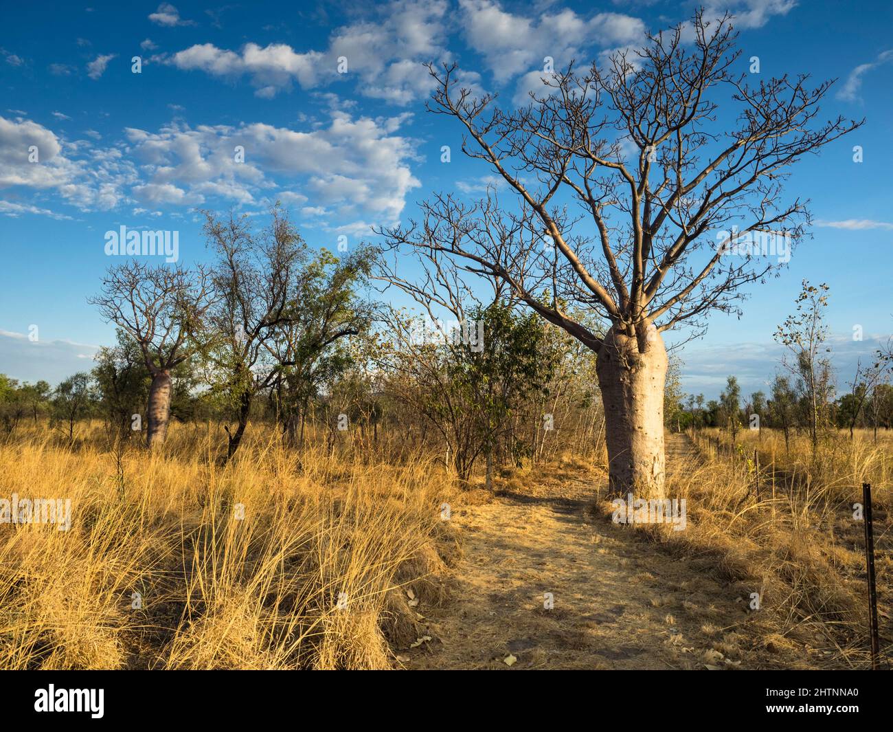 Boab trees (Adansonia gregorii) along a station track, Parry Lagoons ...