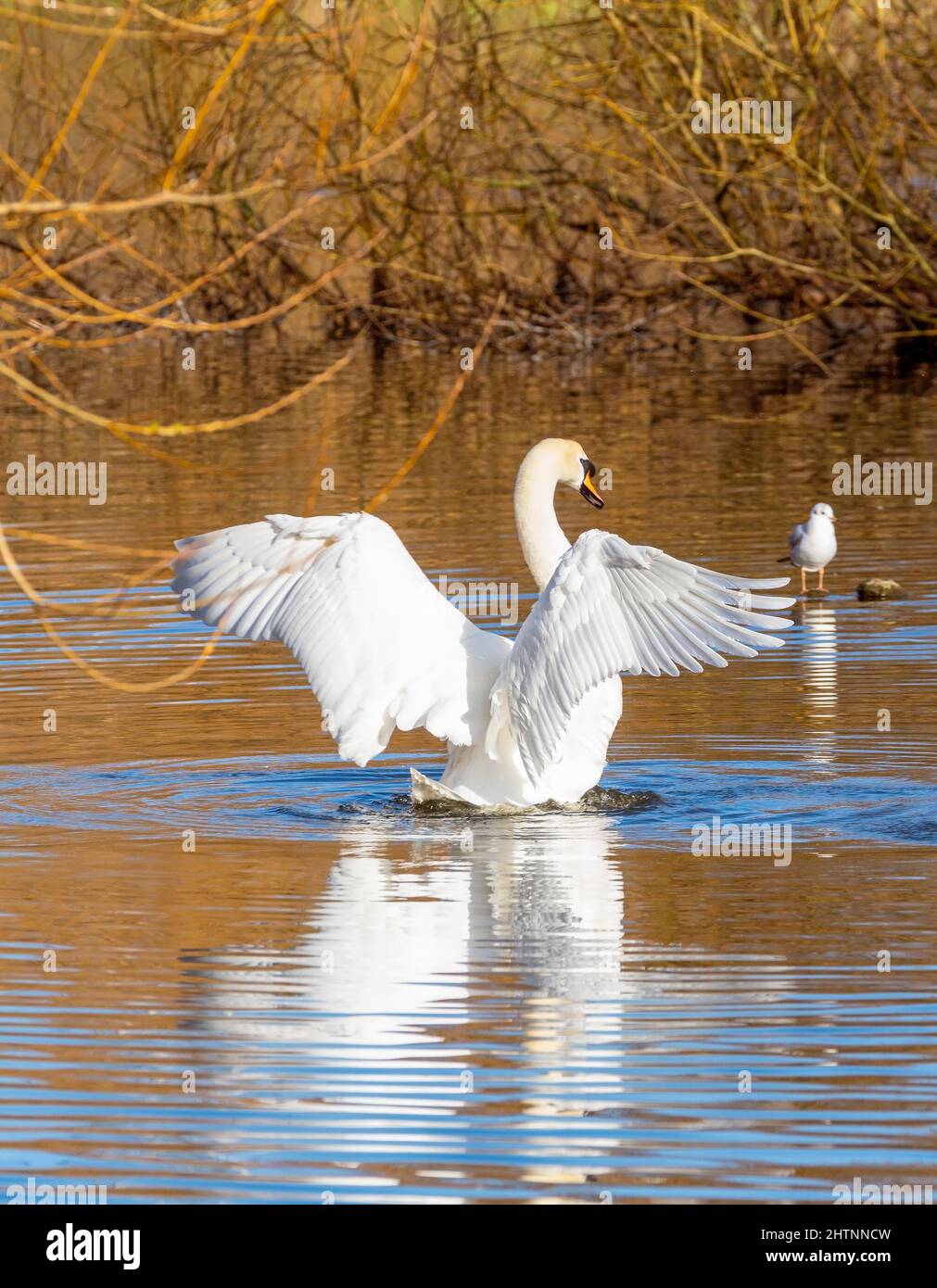 Figgate park scotland hi-res stock photography and images - Alamy