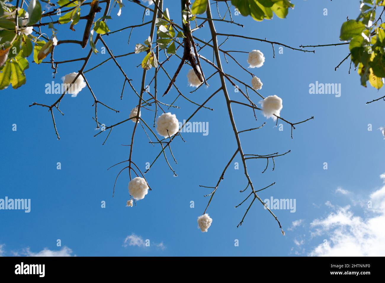 Fruits of cotton tree hi-res stock photography and images - Alamy