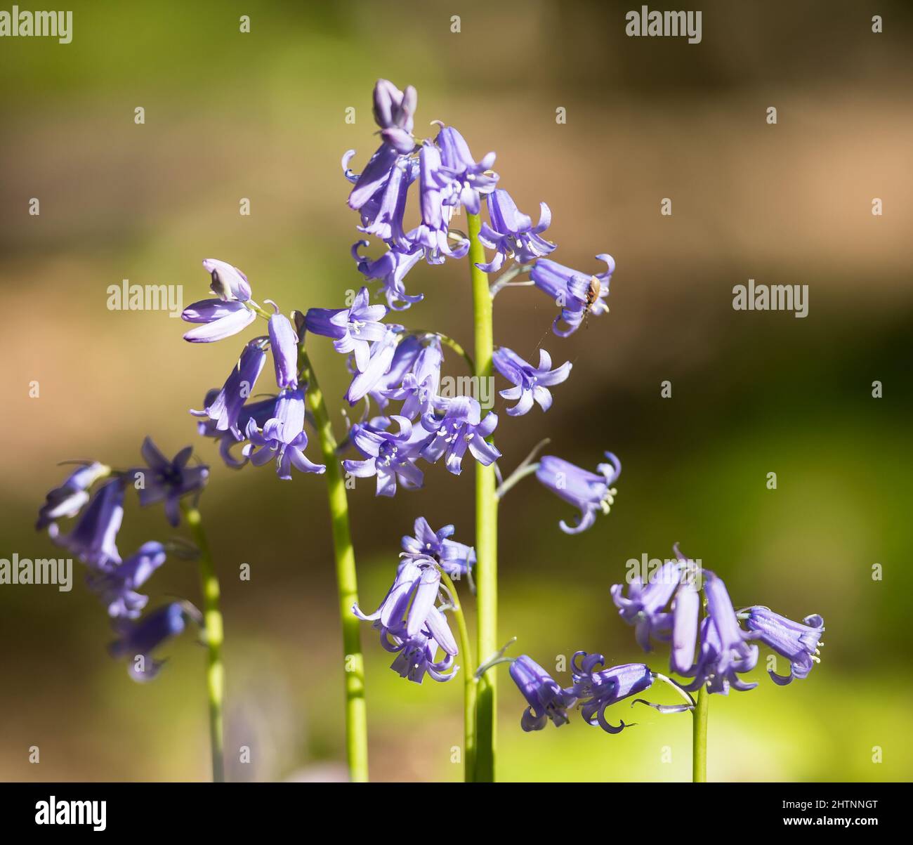 Bluebell flowers in a garden Stock Photo - Alamy