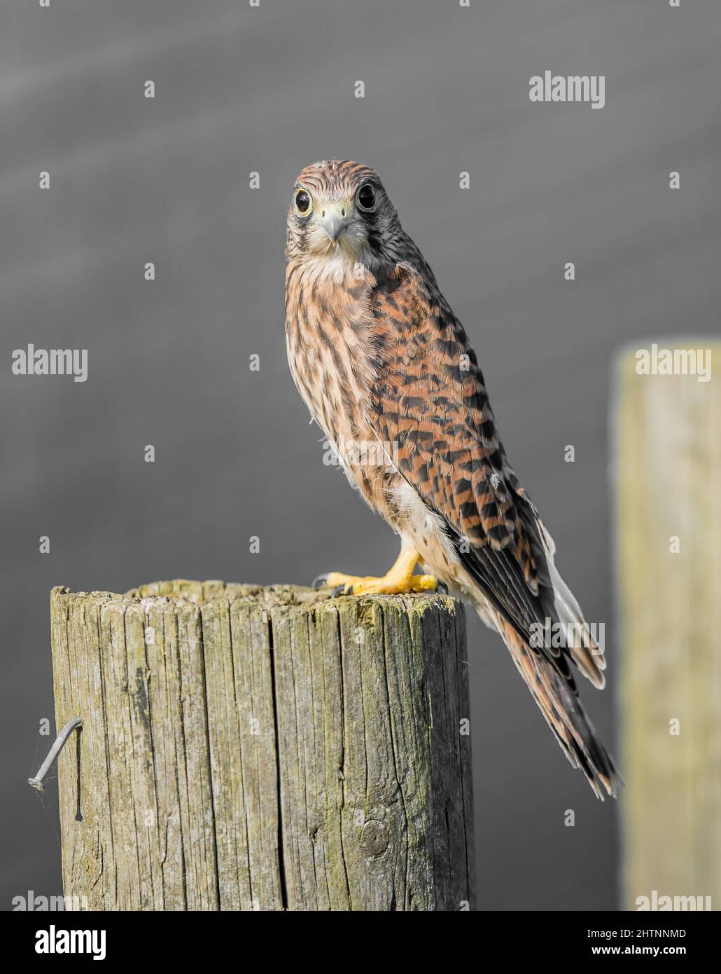 Vertical closeup shot of the Common kestrel perched on the cut tree on ...